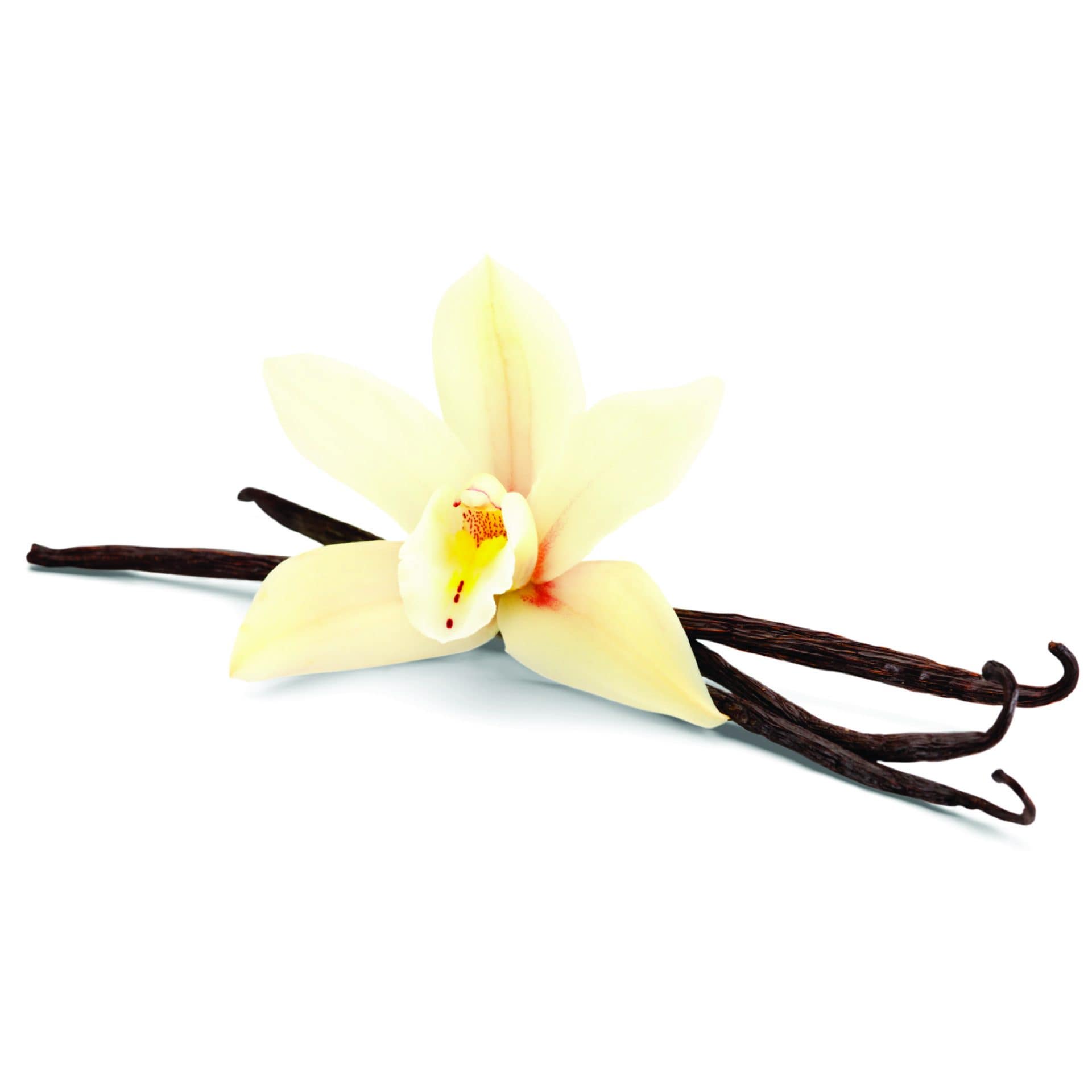 Very Vanilla - Scent Zone